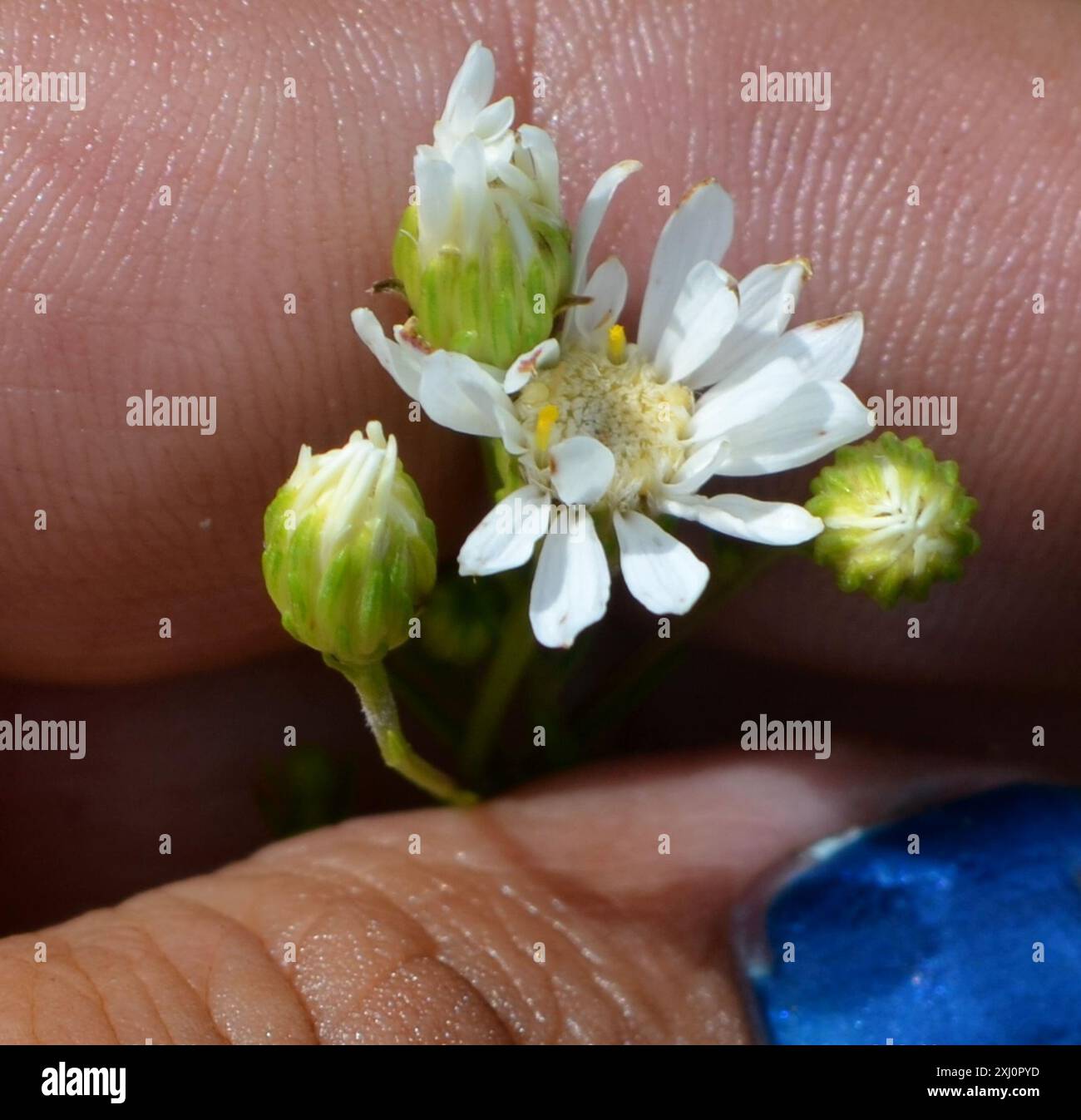 white flat-topped goldenrod (Solidago ptarmicoides) Plantae Stock Photo ...