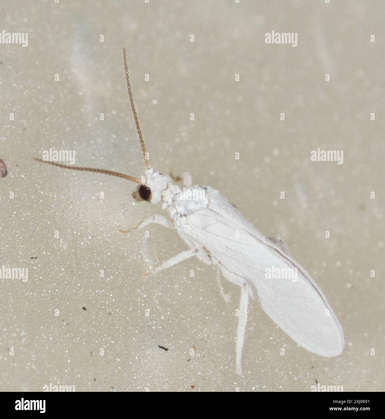 Dusty-winged Lacewings (Coniopterygidae) Insecta Stock Photo - Alamy