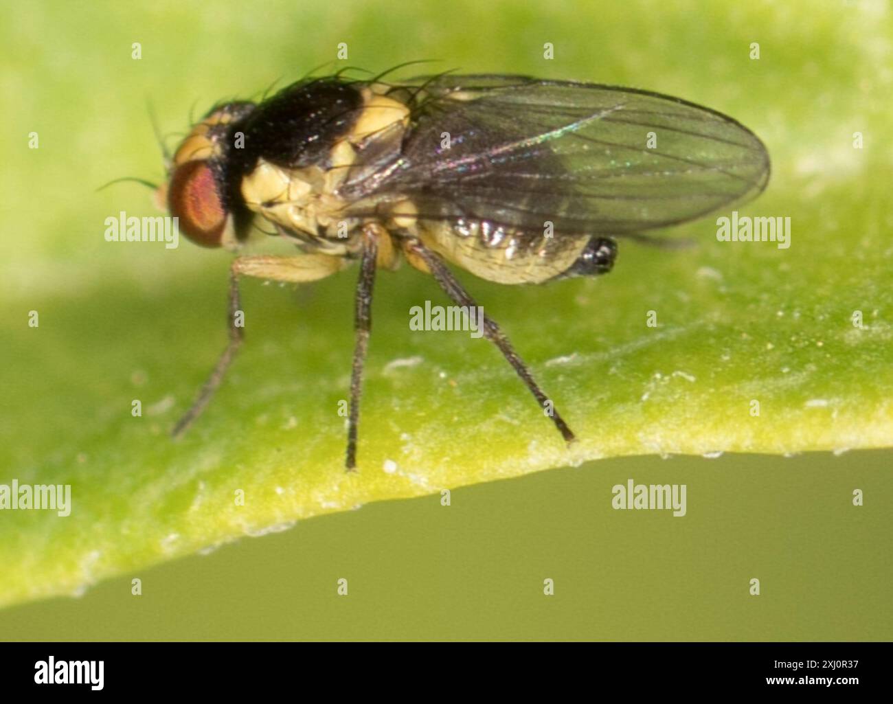 Leaf-miner Flies (Agromyzidae) Insecta Stock Photo - Alamy