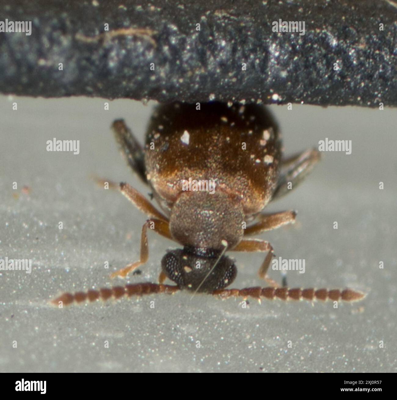Ant-like Leaf Beetles (Aderidae) Insecta Stock Photo - Alamy