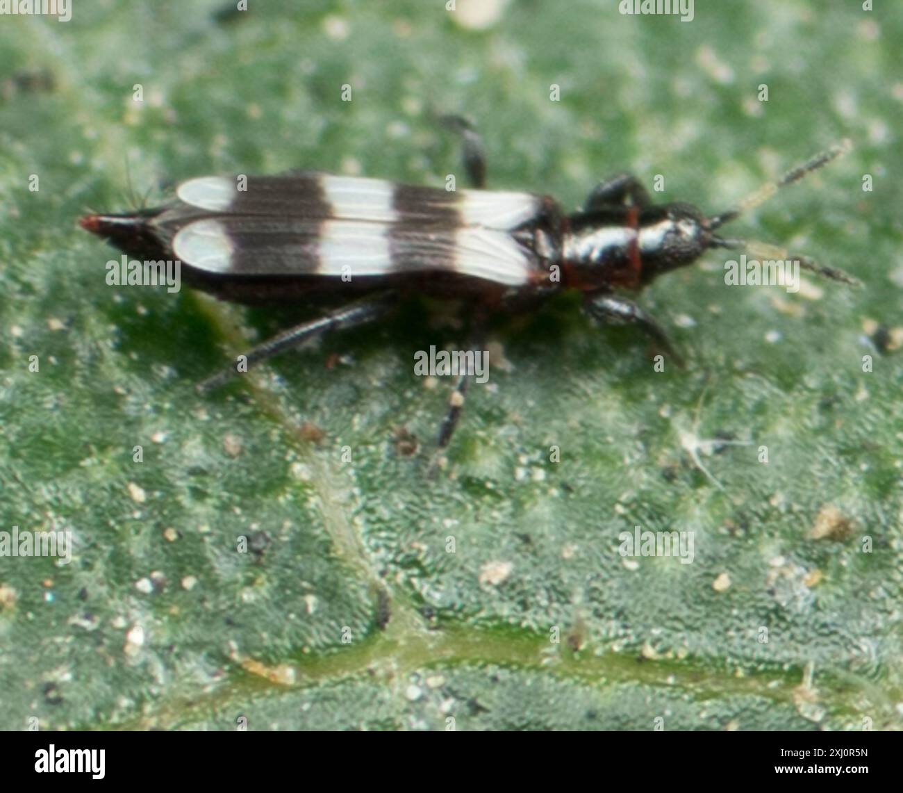 Banded Thrips (Aeolothrips fasciatus) Insecta Stock Photo - Alamy