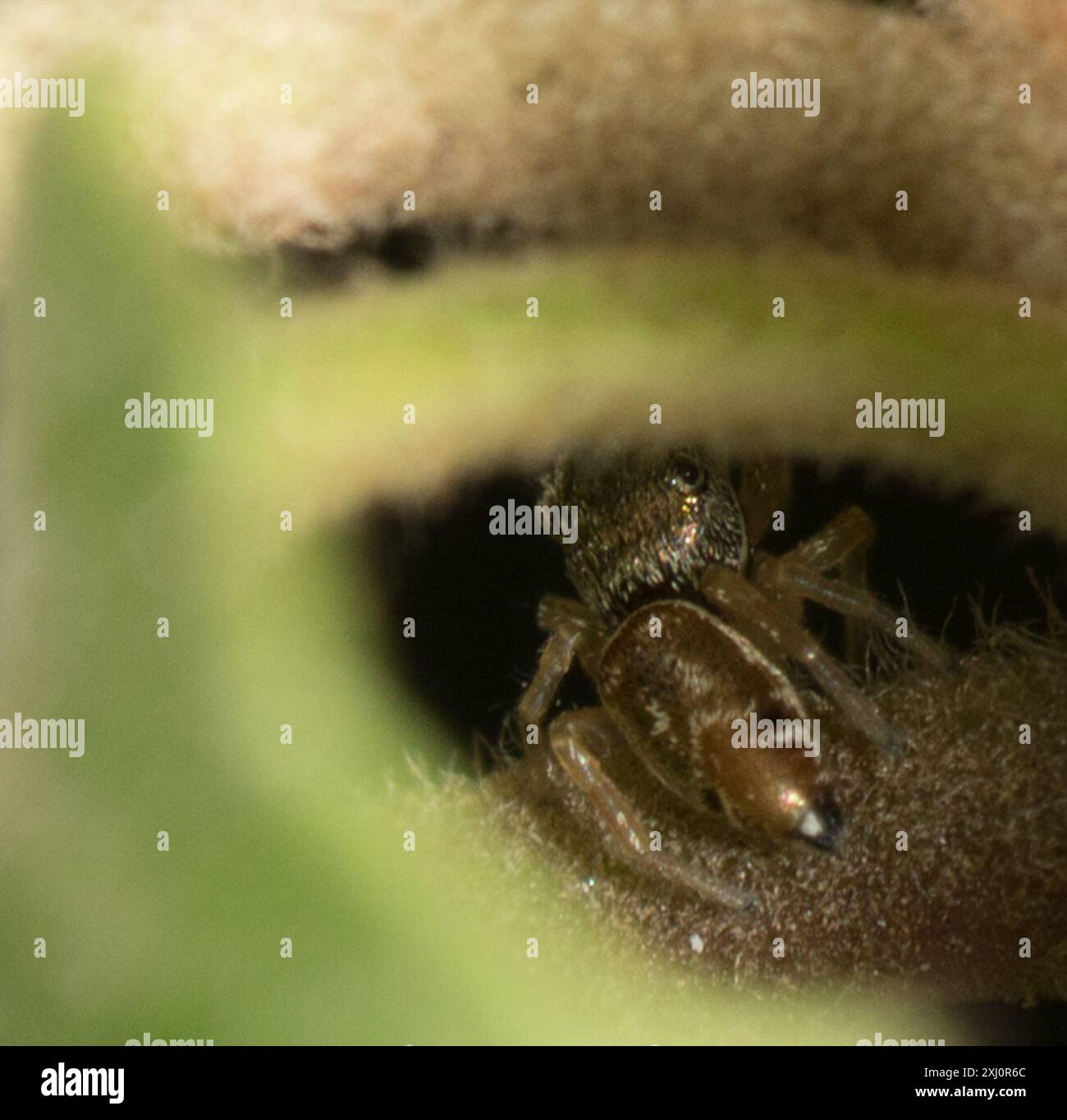 (Sassacus vitis) Arachnida Stock Photo - Alamy