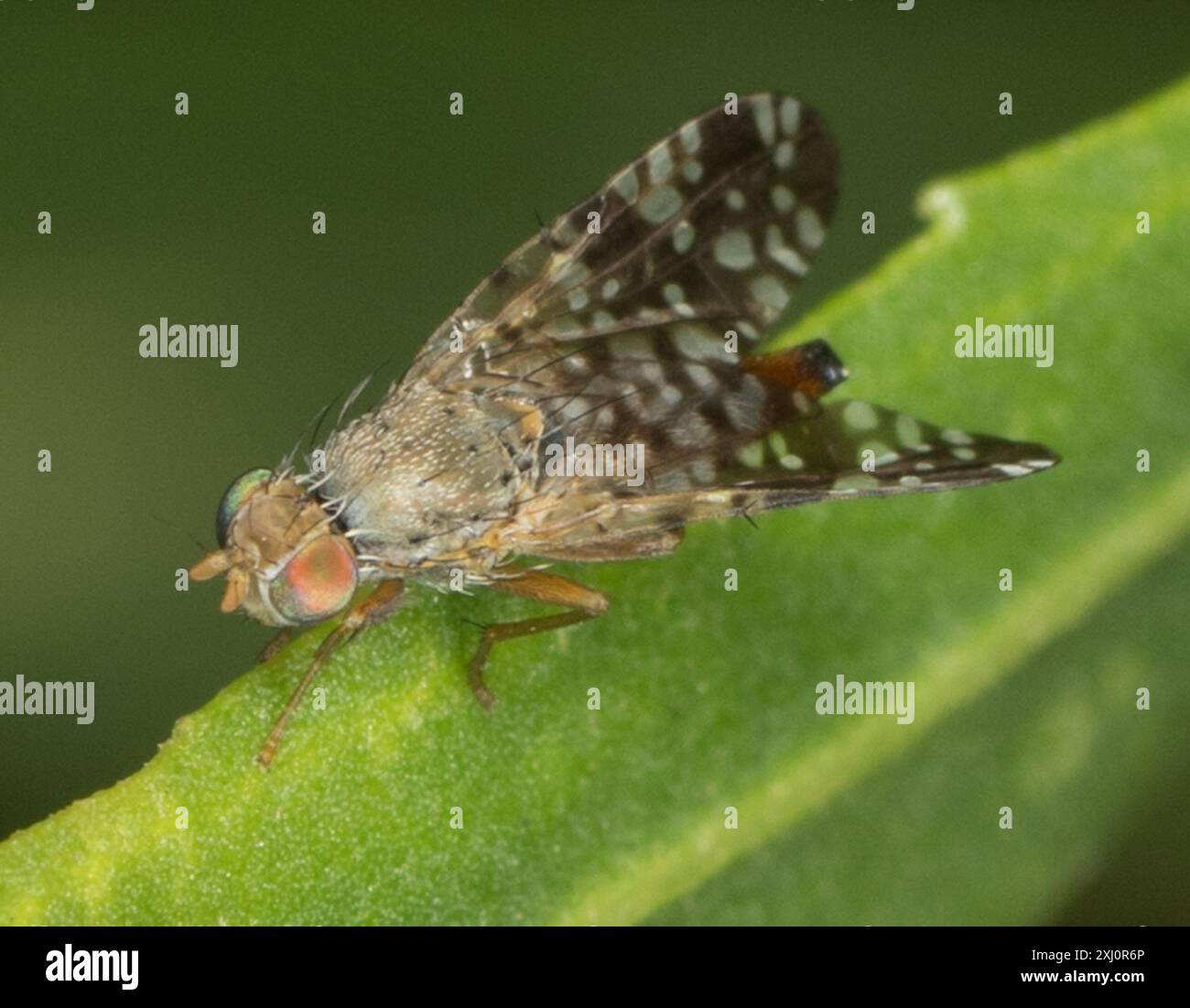 Sunflower Seed Maggot (Neotephritis finalis) Insecta Stock Photo - Alamy