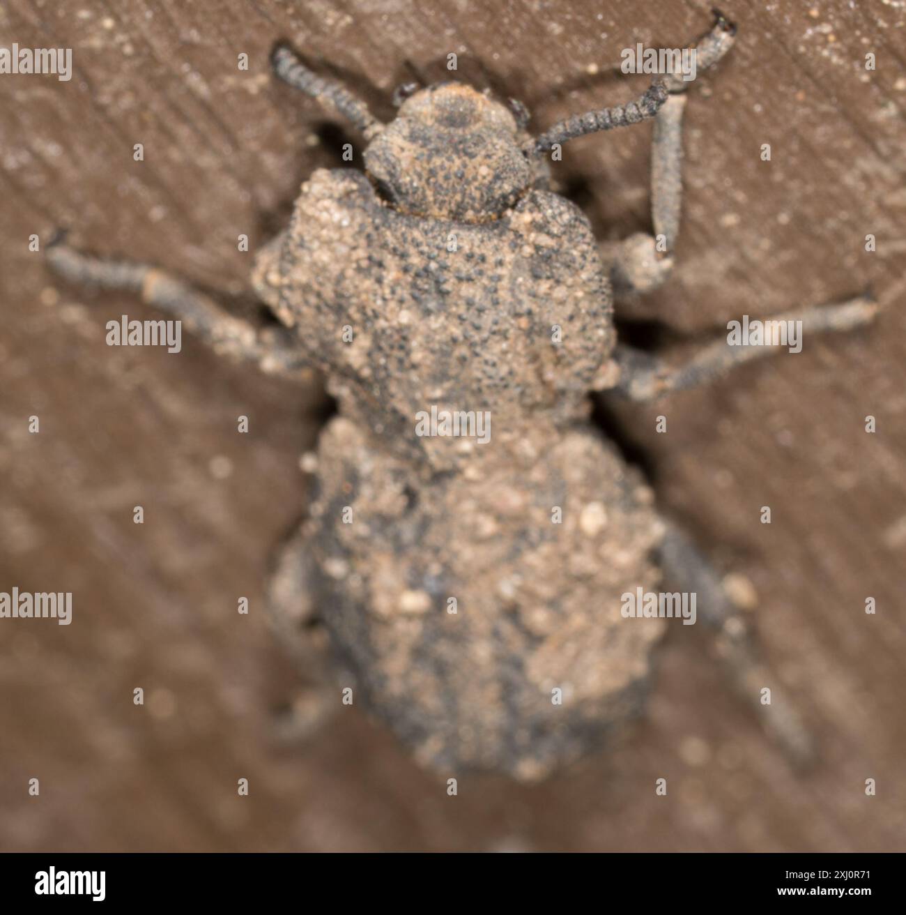 Diabolical Ironclad Beetle (Phloeodes diabolicus) Insecta Stock Photo ...