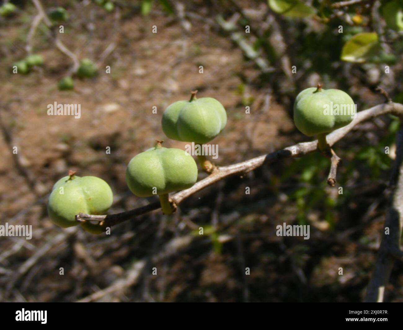 tamboti (Spirostachys africana) Plantae Stock Photo - Alamy