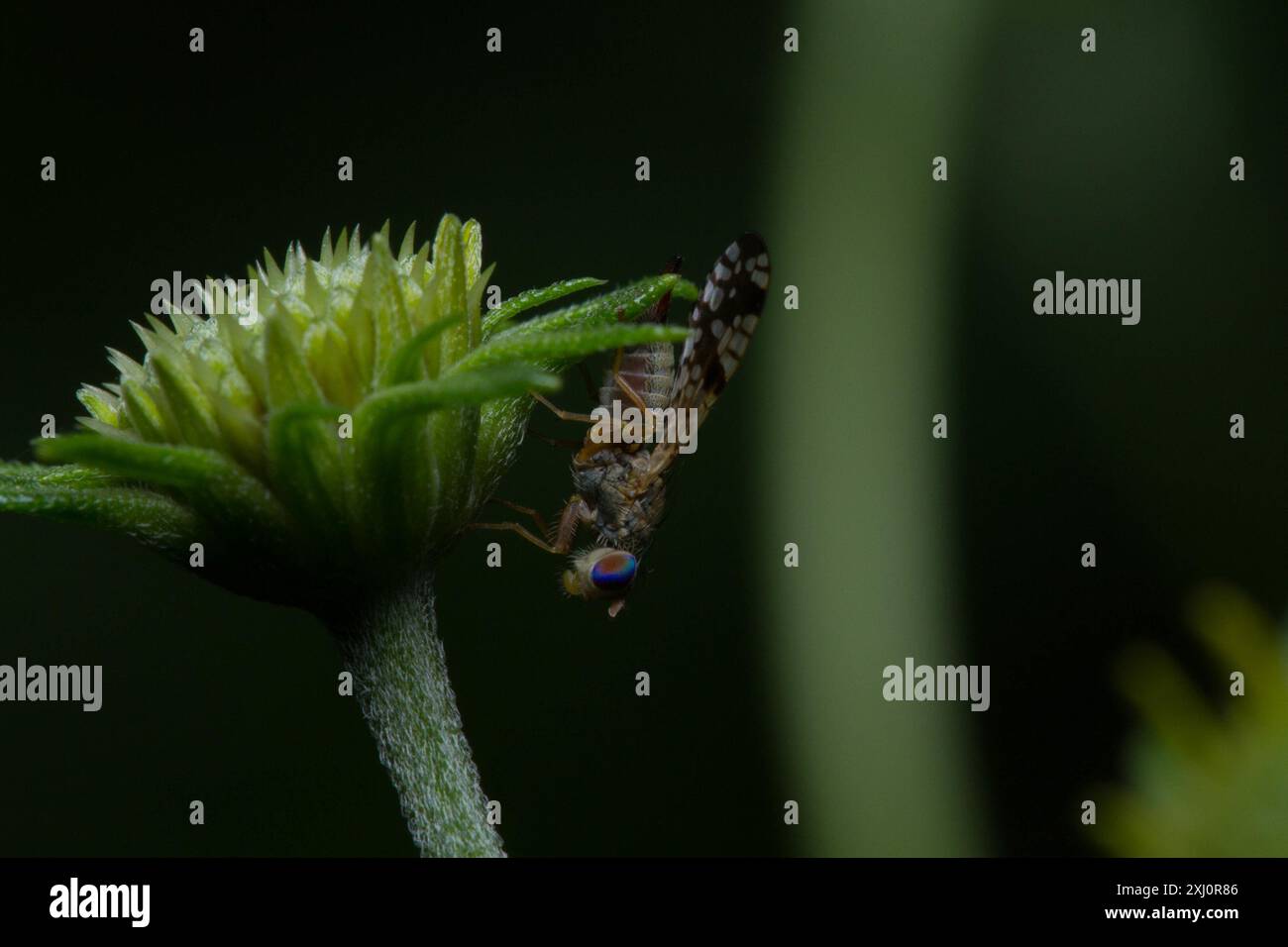 Sunflower Seed Maggot (Neotephritis finalis) Insecta Stock Photo - Alamy