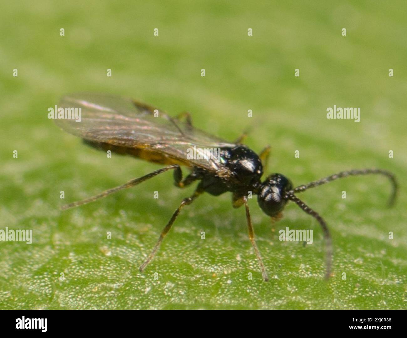 Aphid Mummy Wasps (Aphidiinae) Insecta Stock Photo - Alamy