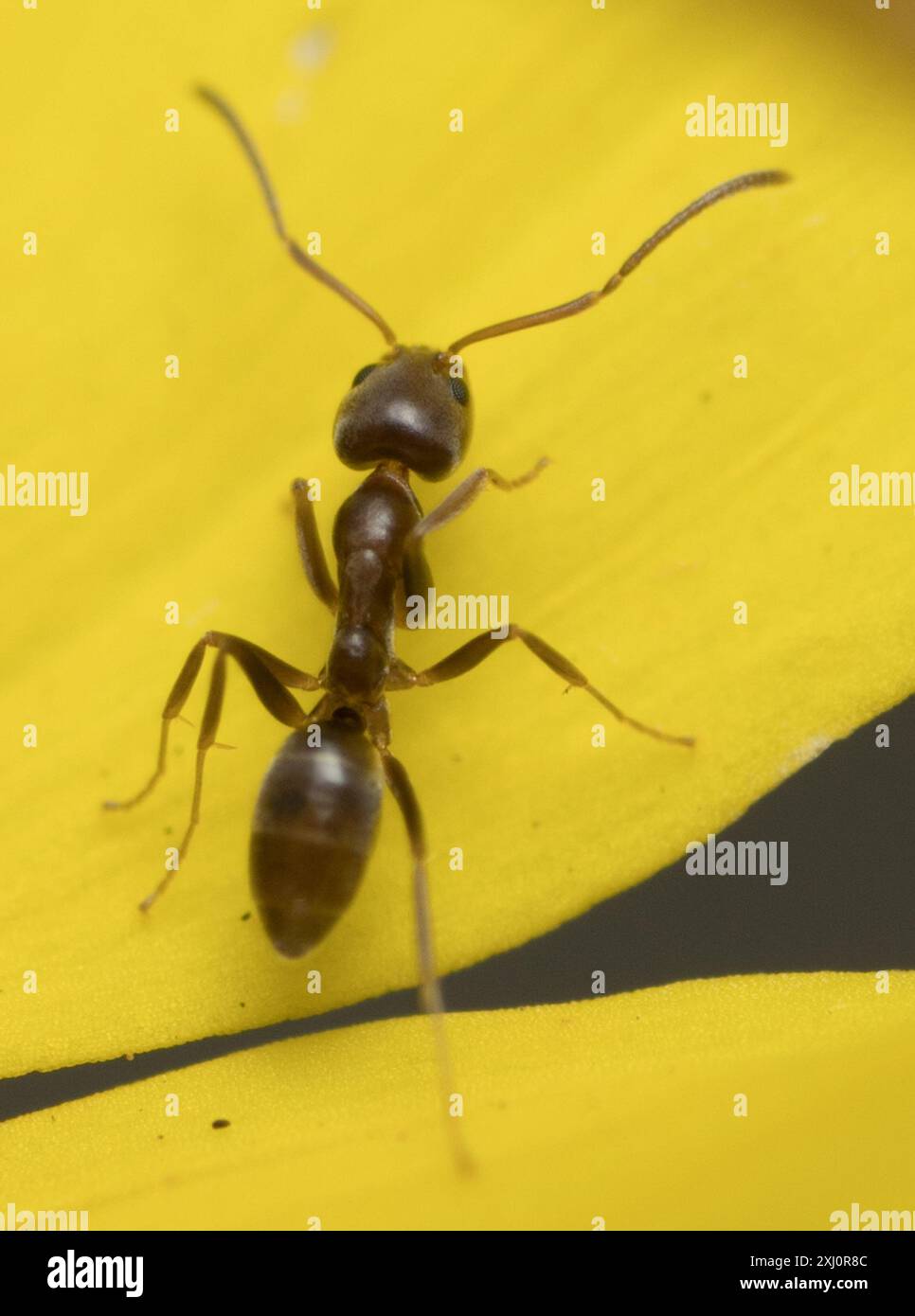 Argentine Ant (Linepithema humile) Insecta Stock Photo - Alamy