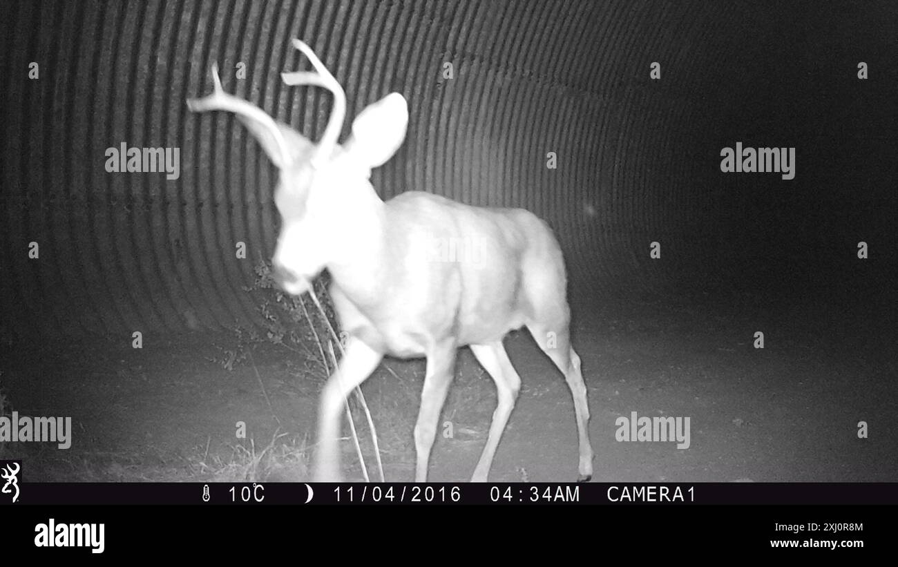 California Mule Deer (Odocoileus hemionus californicus) Mammalia Stock ...