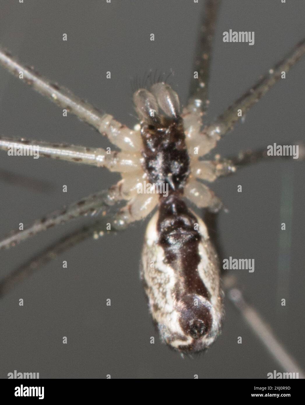 Marbled Cellar Spider (Holocnemus pluchei) Arachnida Stock Photo - Alamy