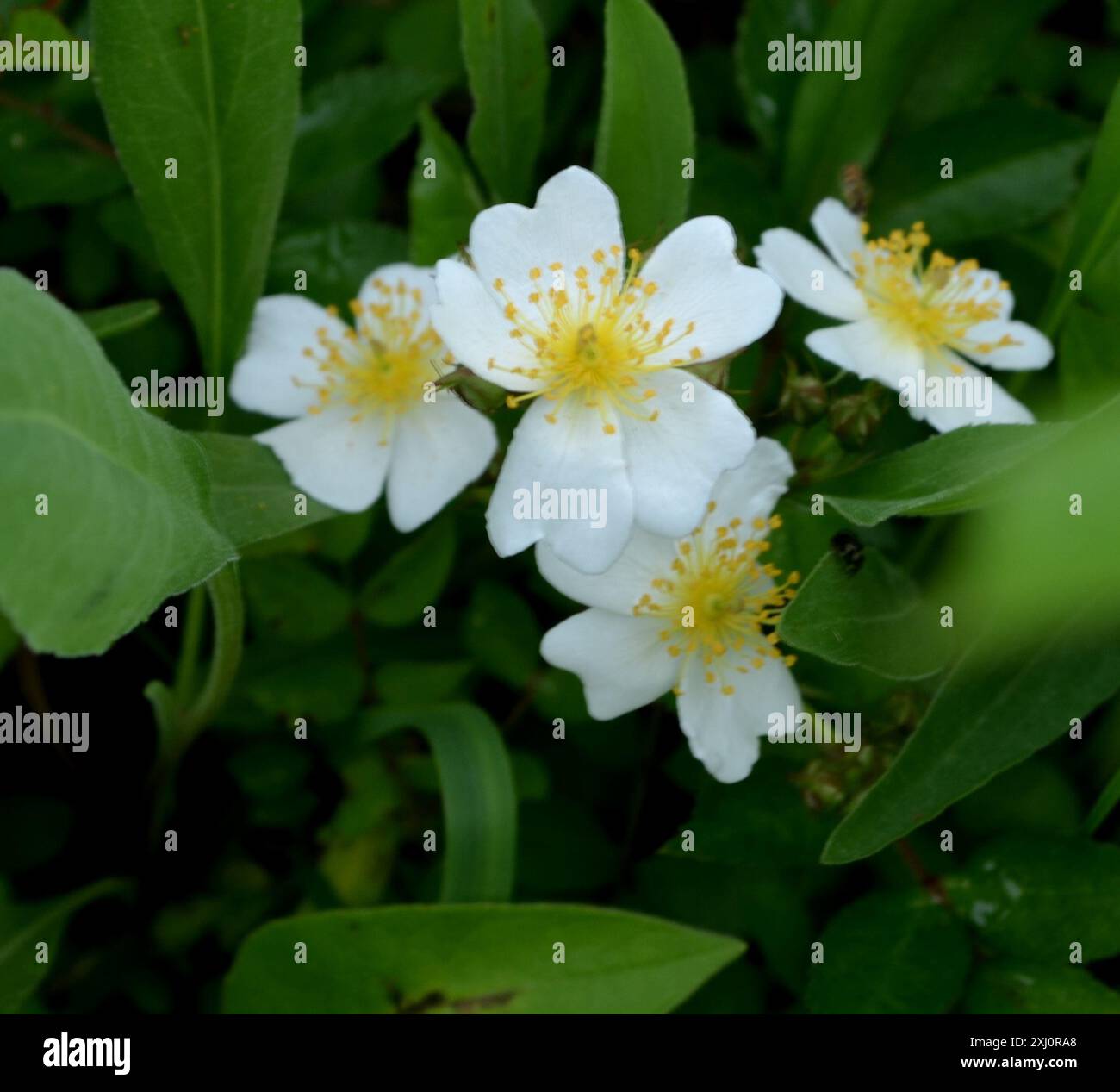 multiflora rose (Rosa multiflora) Plantae Stock Photo - Alamy