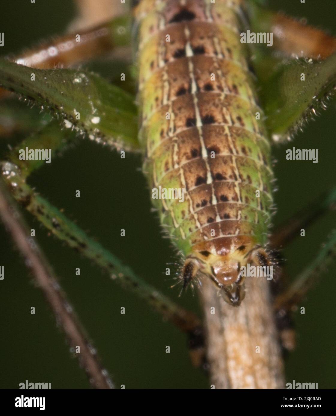 Mexican Bush Katydid (Scudderia mexicana) Insecta Stock Photo - Alamy