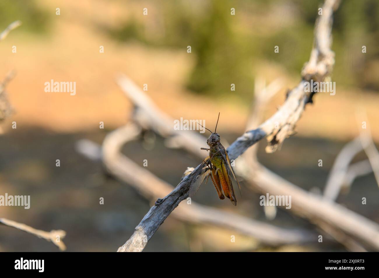 grasshopper caught and impaled on a tree thorn by a bird of prey in the ...