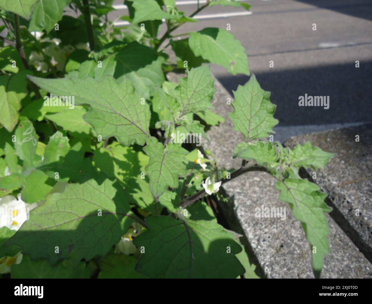 Hairy black nightshade (Solanum nigrum schultesii) Plantae Stock Photo ...