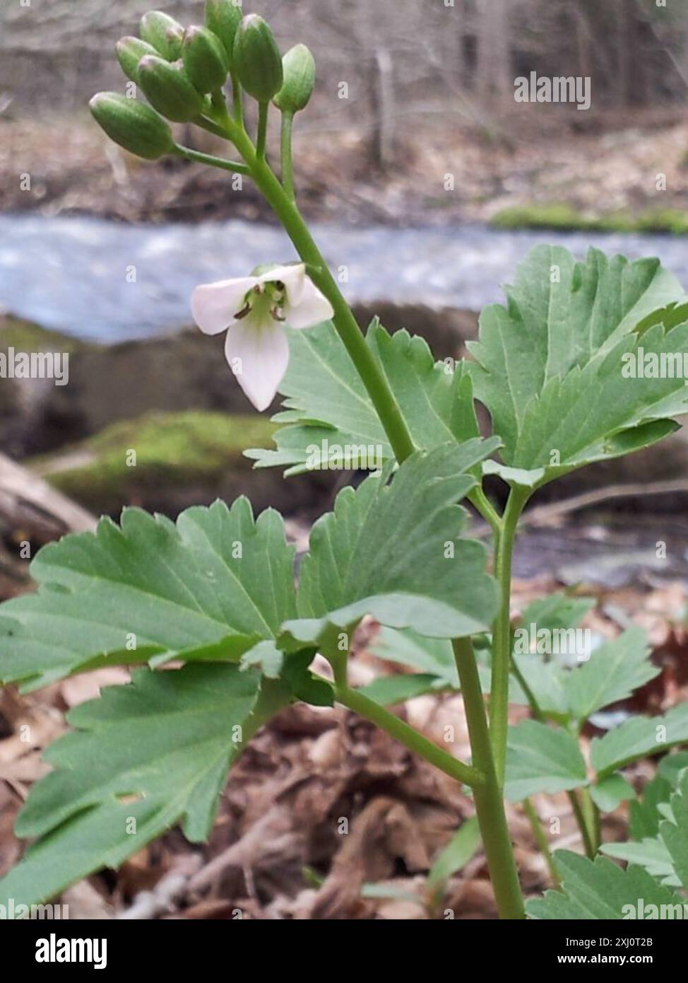 Two-leaved Toothwort (Cardamine diphylla) Plantae Stock Photo - Alamy