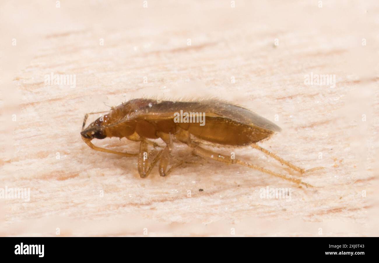Minute pirate bugs (Anthocoridae) Insecta Stock Photo - Alamy