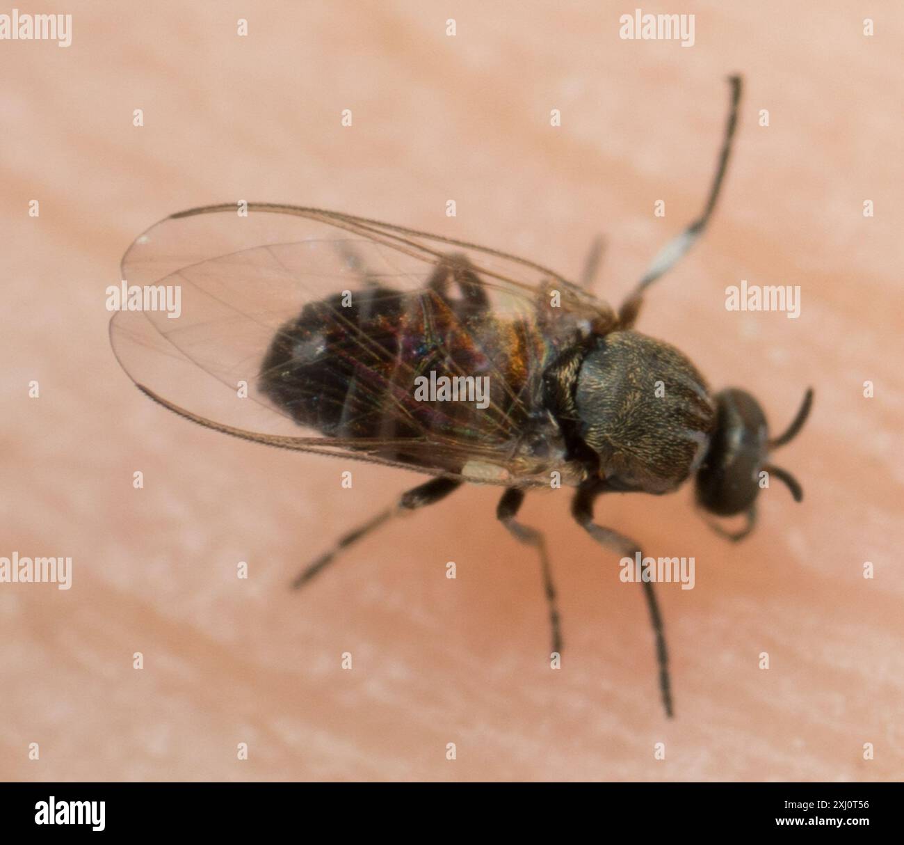 Black Flies (Simuliidae) Insecta Stock Photo - Alamy