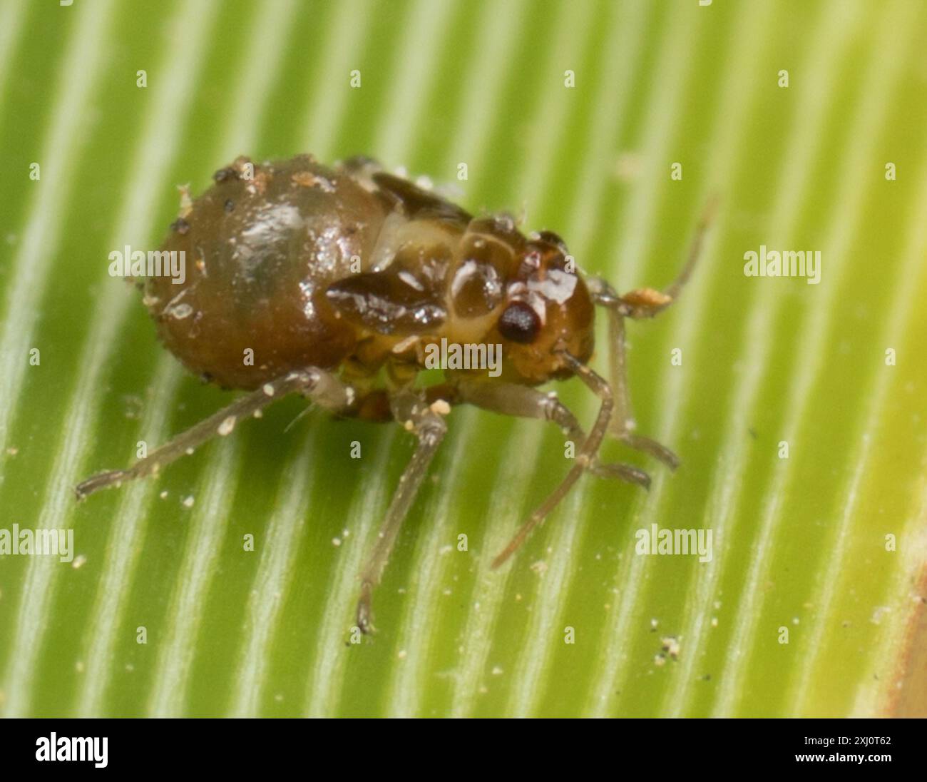 Yucca Plant Bug (Halticotoma valida) Insecta Stock Photo - Alamy