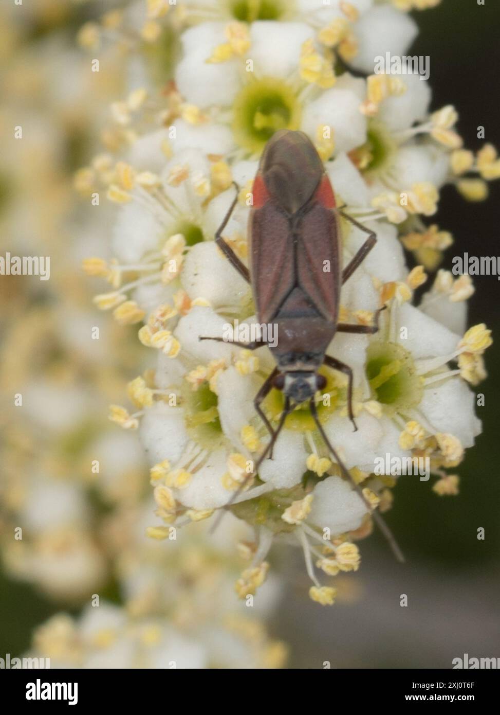 Scarlet Plant Bugs (Lopidea) Insecta Stock Photo - Alamy