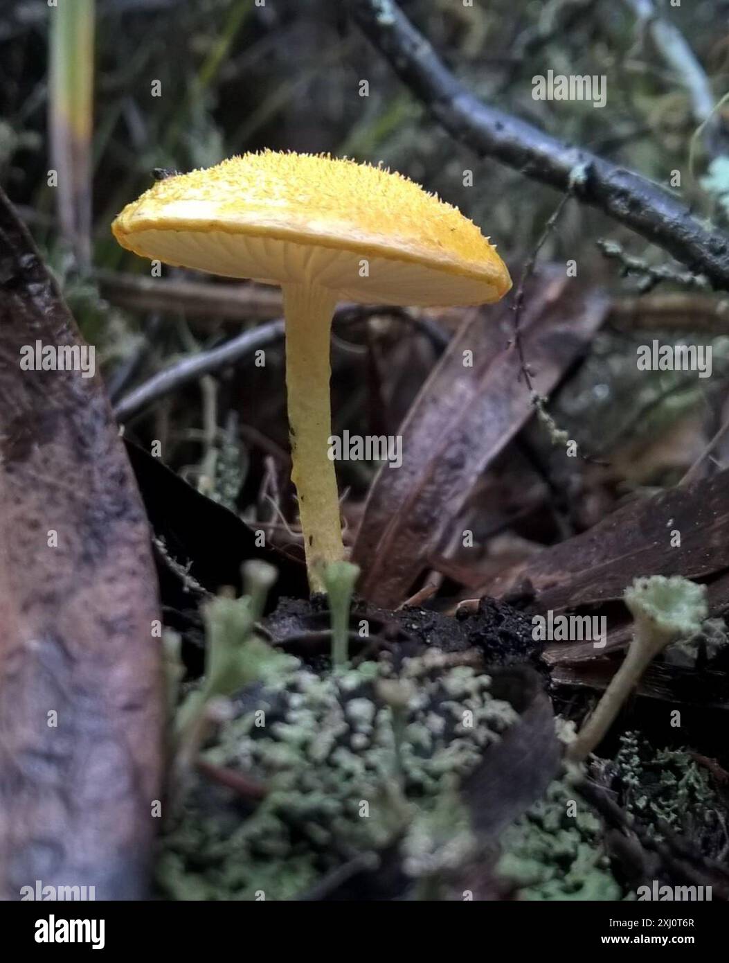 Golden-scruffy Collybia (Cyptotrama asprata) Fungi Stock Photo - Alamy