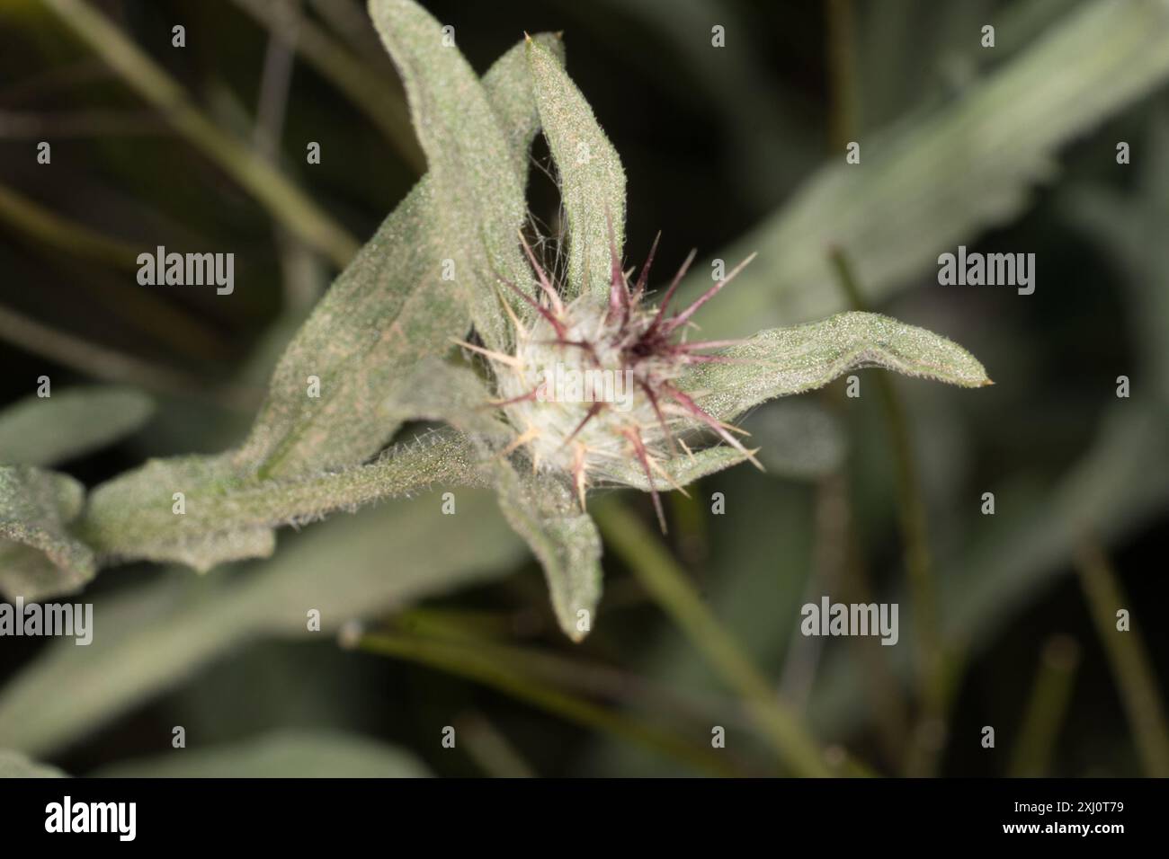 Maltese star-thistle (Centaurea melitensis) Plantae Stock Photo - Alamy