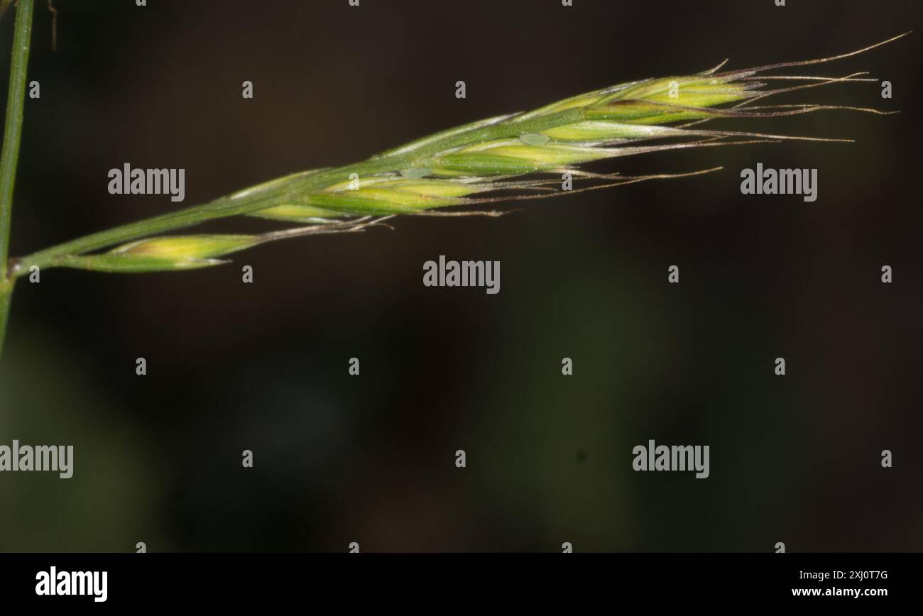 grasses (Poaceae) Plantae Stock Photo - Alamy