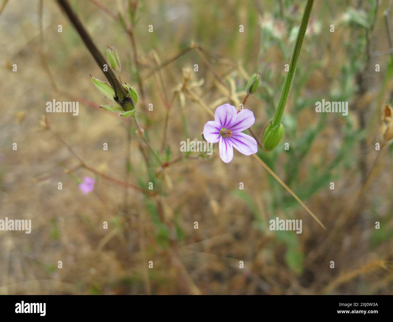 Mediterranean Stork's-bill (Erodium botrys) Plantae Stock Photo - Alamy