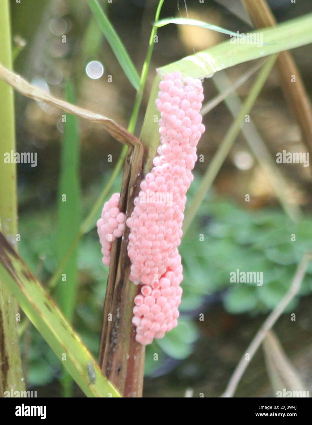 Channeled Apple Snail (Pomacea canaliculata) Mollusca Stock Photo - Alamy