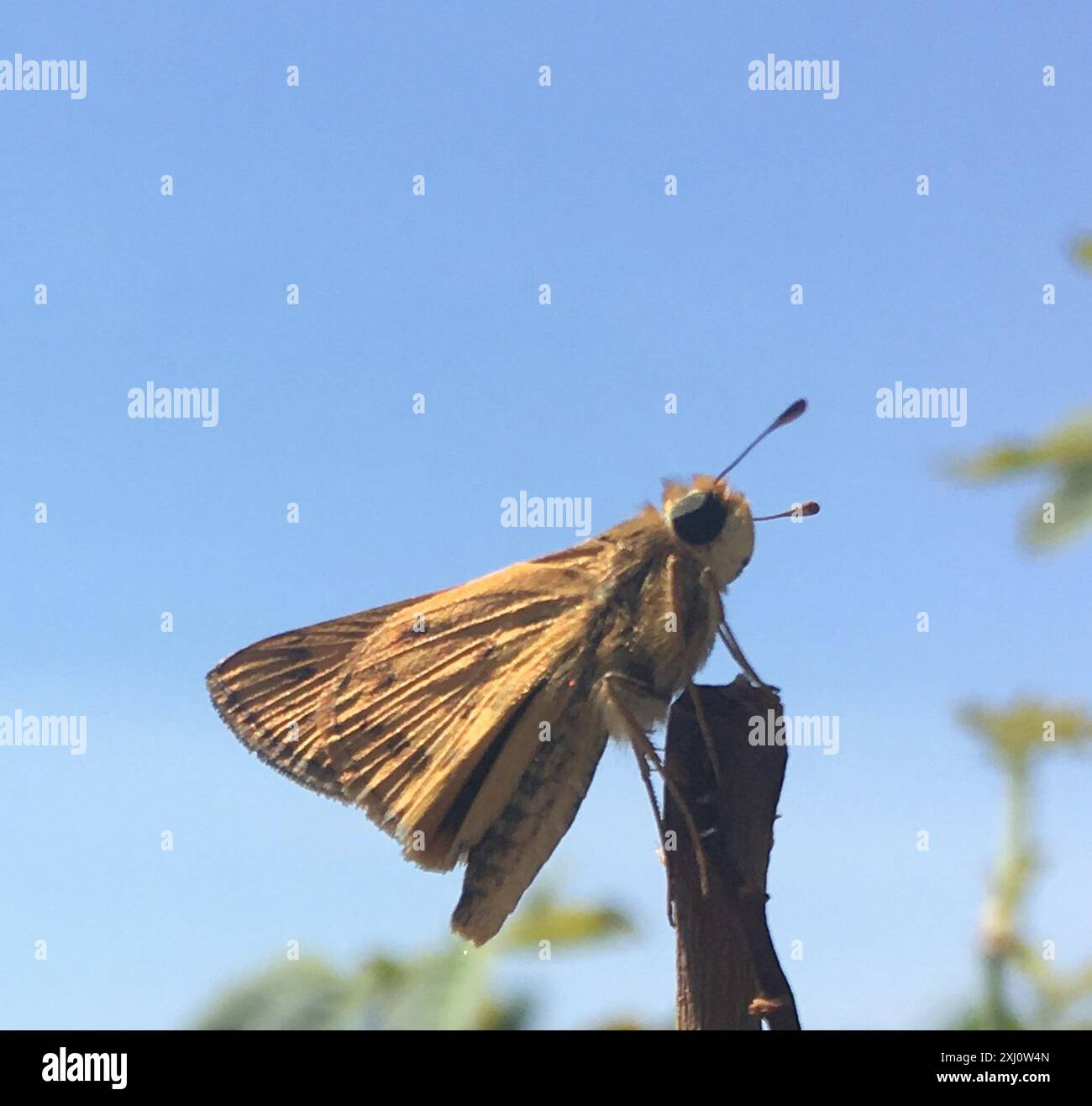 Fiery Skipper (Hylephila phyleus) Insecta Stock Photo - Alamy