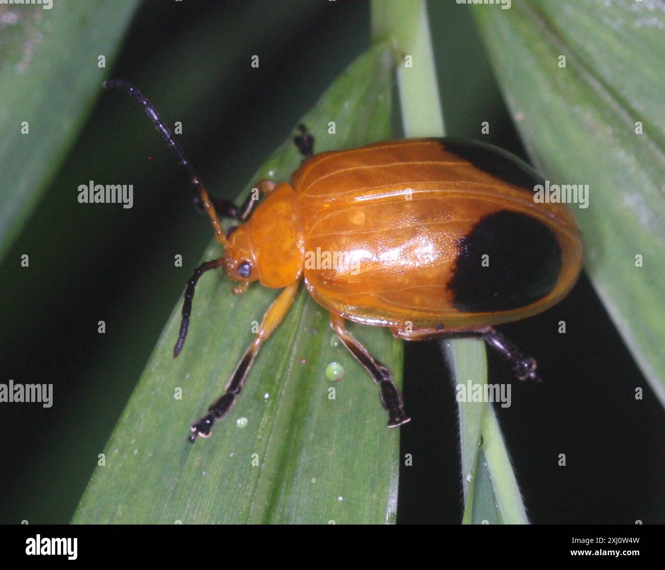 Oides hi-res stock photography and images - Alamy