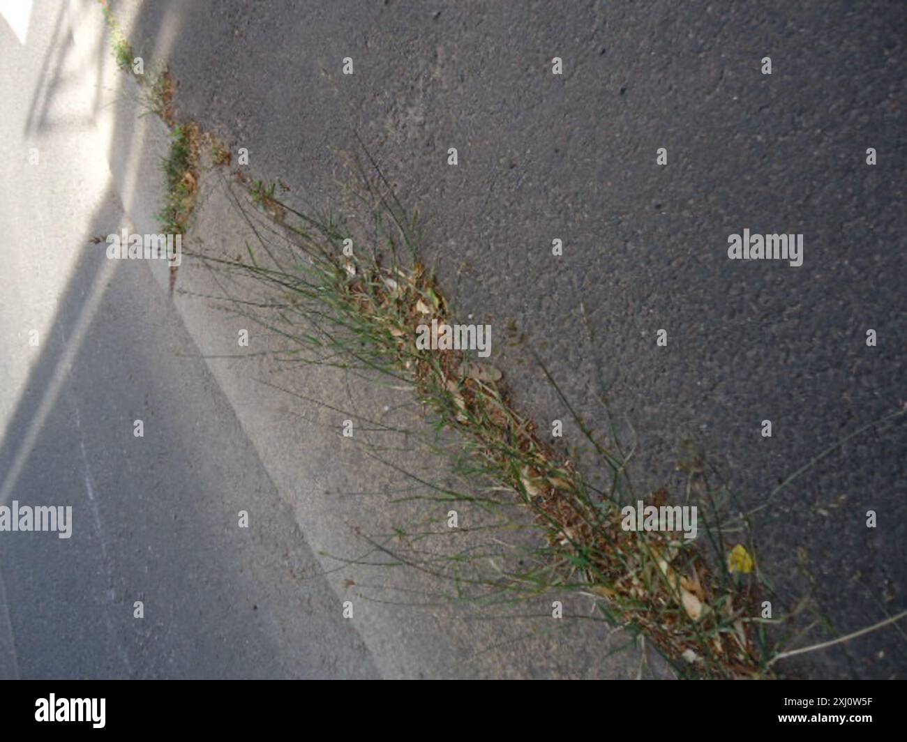 Canada bluegrass (Poa compressa) Plantae Stock Photo - Alamy