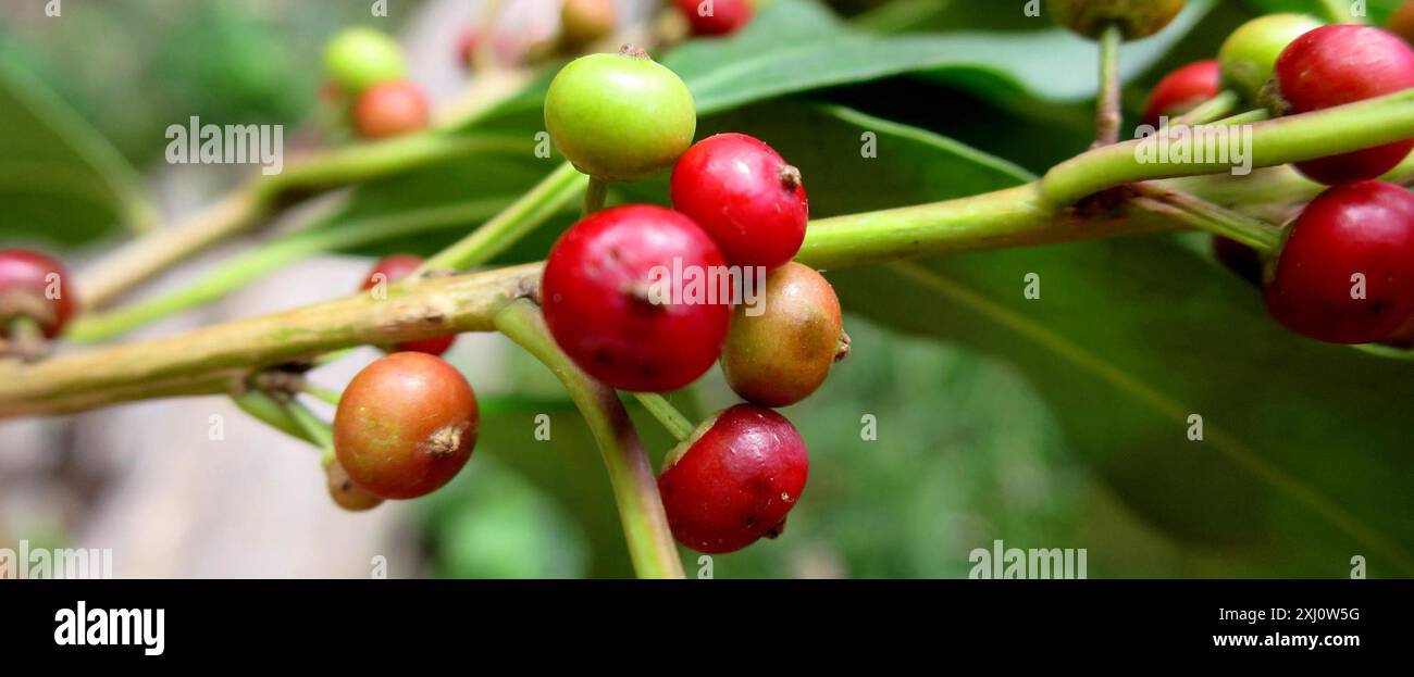 Common Cape Holly (Ilex mitis mitis) Plantae Stock Photo - Alamy