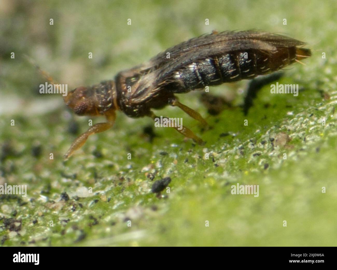 (Hercinothrips femoralis) Insecta Stock Photo - Alamy