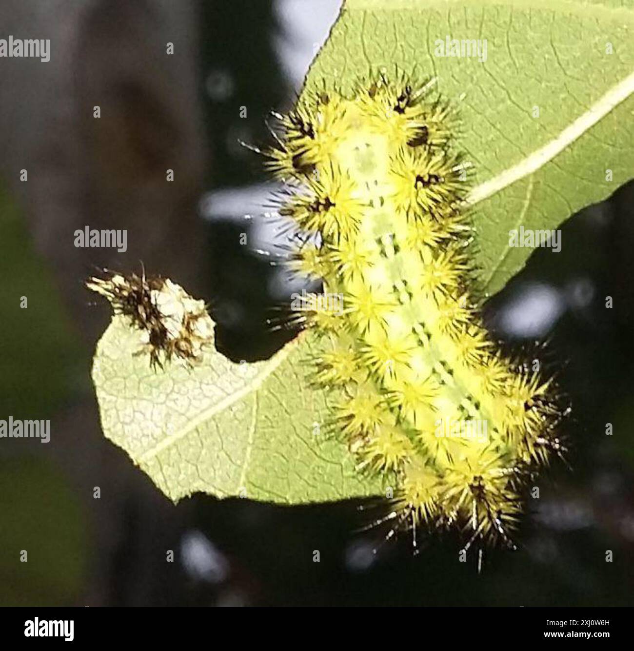 Vivid Slug (Latoia vivida) Insecta Stock Photo - Alamy