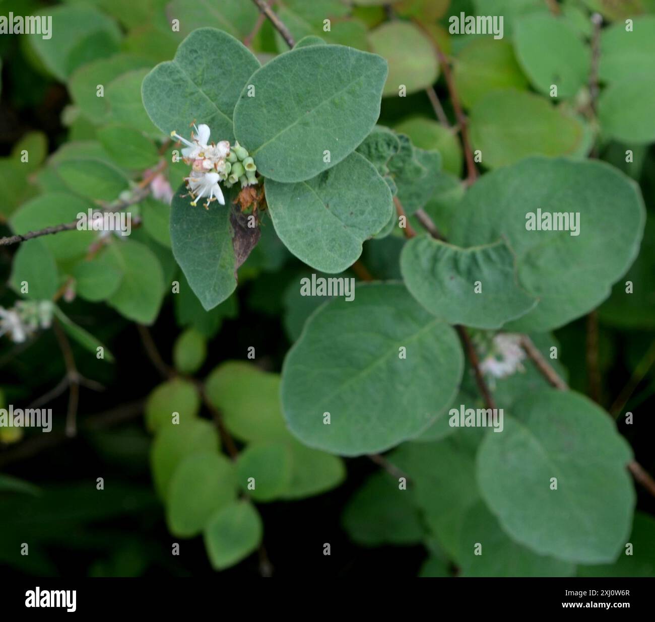 Western Snowberry (Symphoricarpos occidentalis) Plantae Stock Photo - Alamy