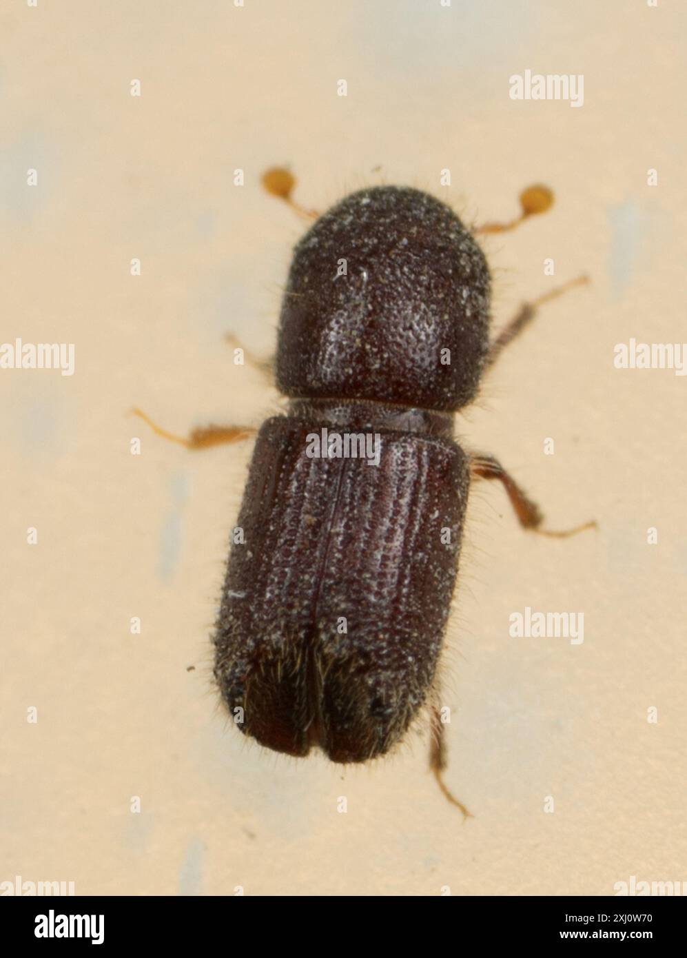 Engraver Beetles and Allies (Ipini) Insecta Stock Photo - Alamy