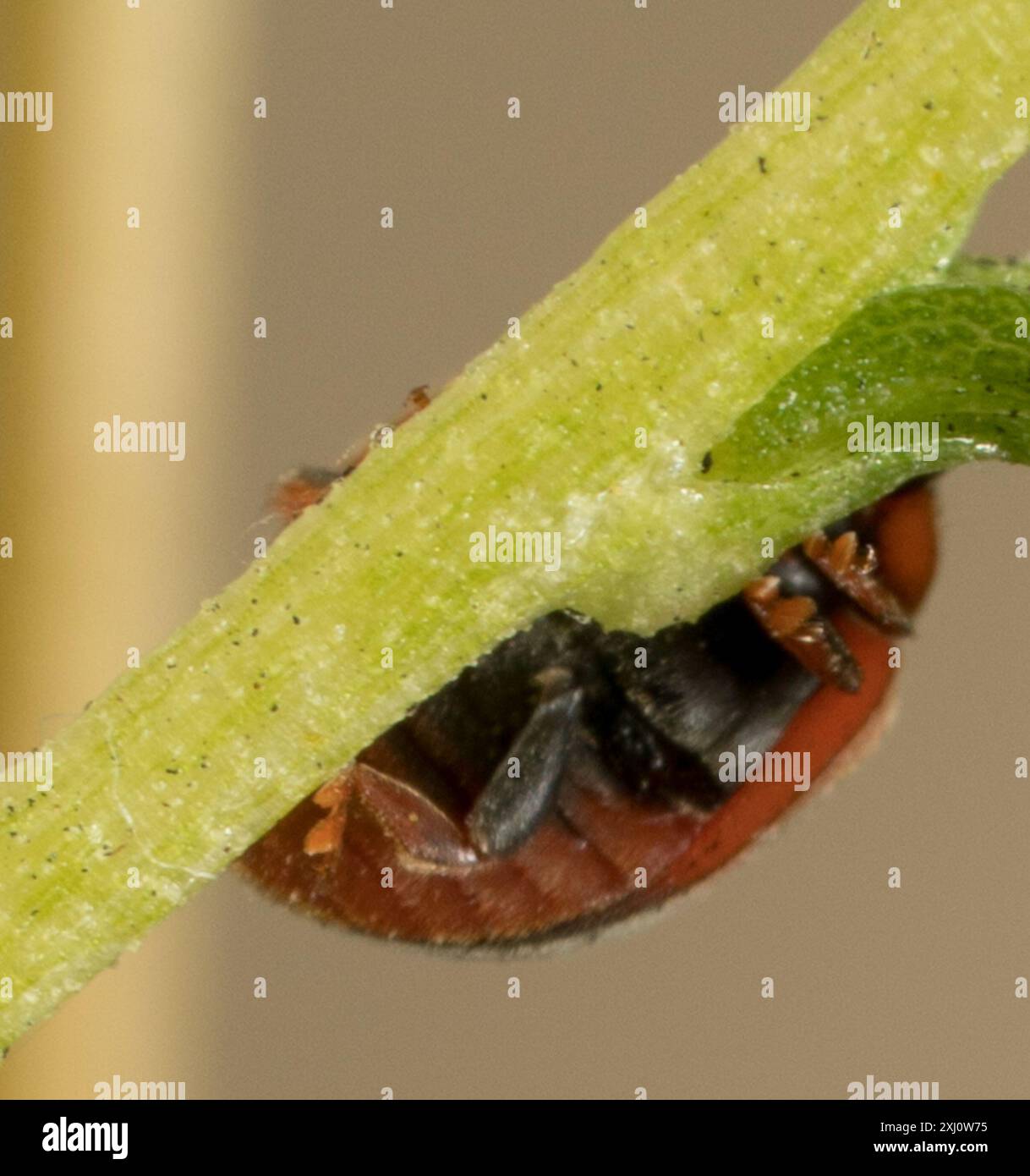 Vedalia Beetle (Novius cardinalis) Insecta Stock Photo - Alamy