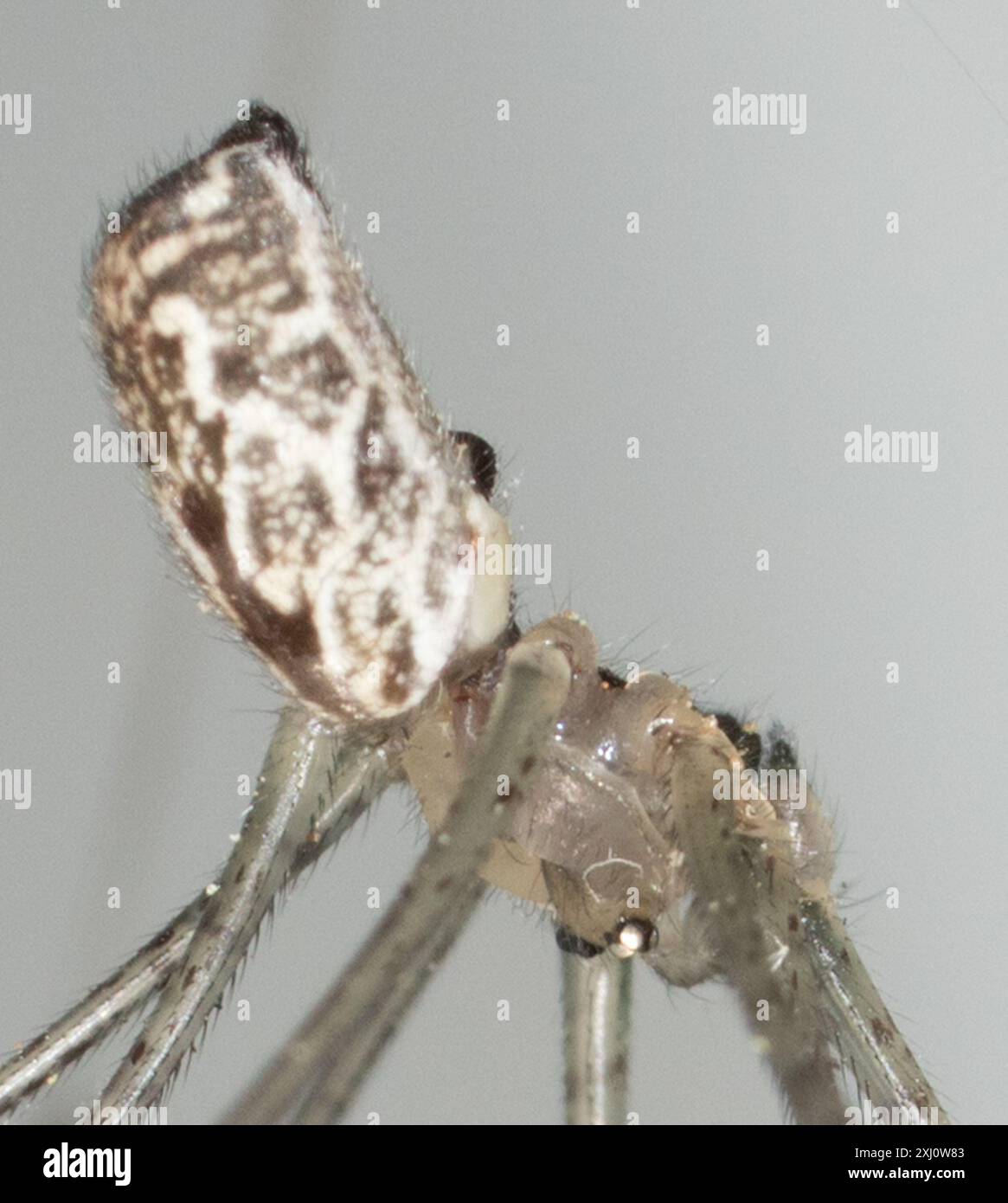 Marbled Cellar Spider (Holocnemus pluchei) Arachnida Stock Photo - Alamy