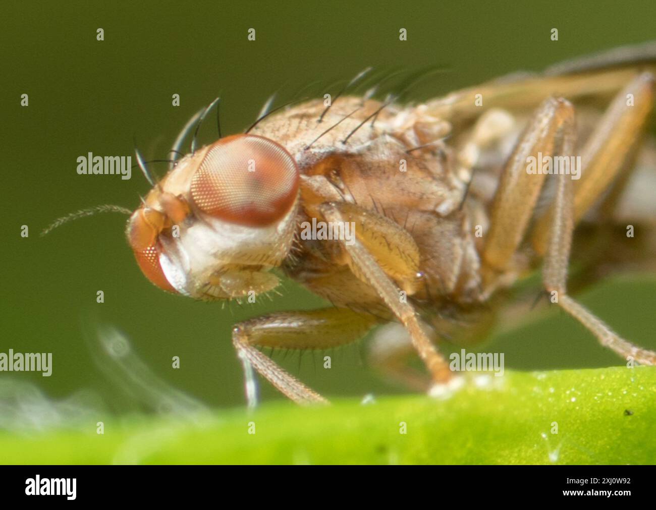 Acalyptrate Flies (Acalyptratae) Insecta Stock Photo - Alamy