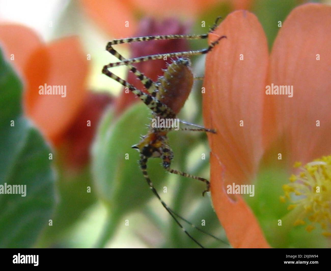 Mexican Bush Katydid (Scudderia mexicana) Insecta Stock Photo - Alamy