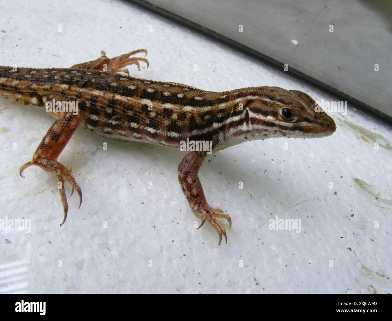 Common Rough-scaled Lizard (Meroles squamulosus) Reptilia Stock Photo ...