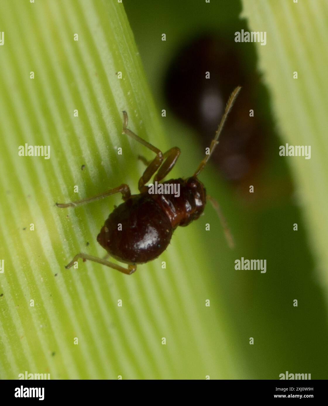 Yucca Plant Bug (Halticotoma valida) Insecta Stock Photo - Alamy