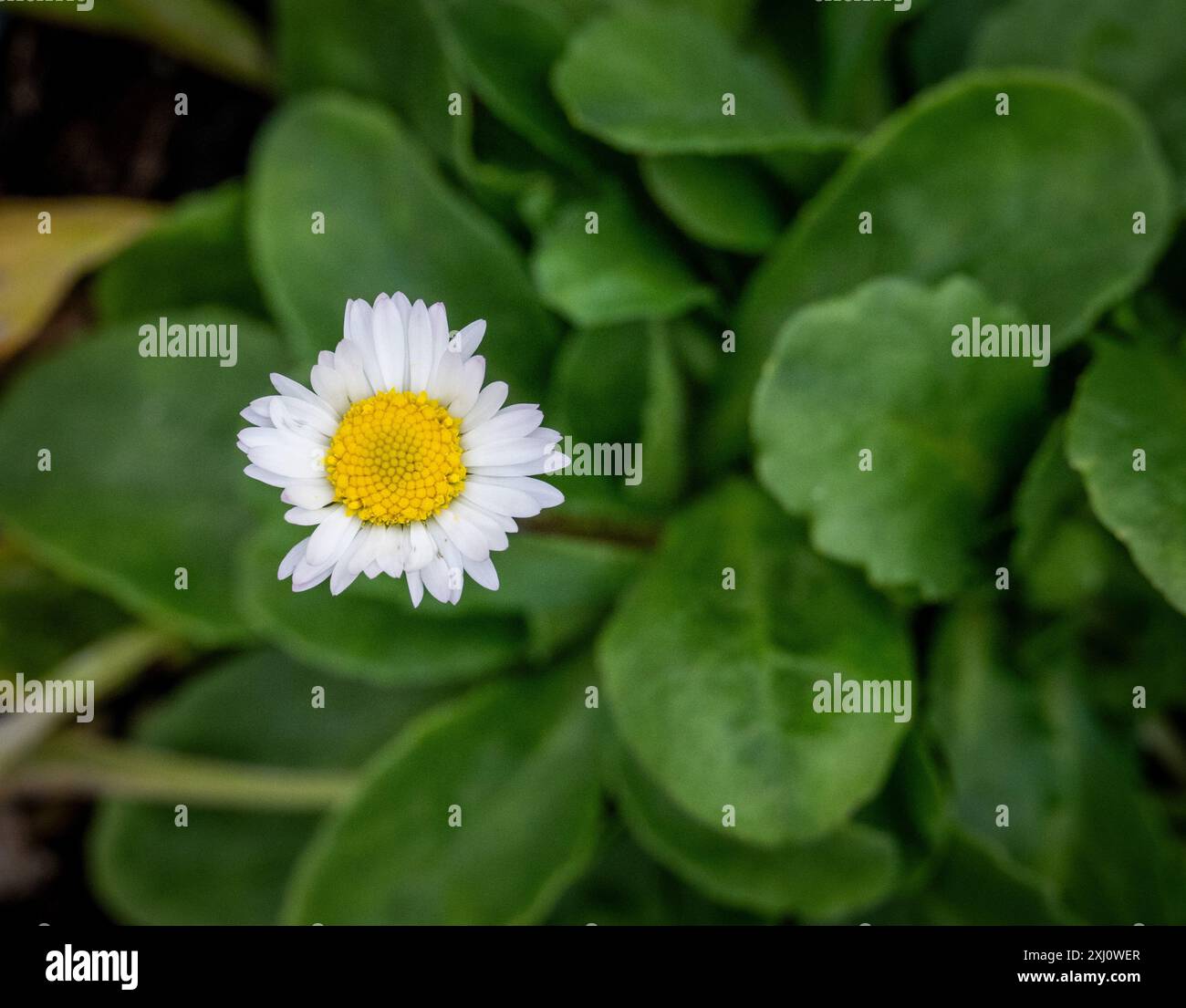 16 July 2024, Brandenburg, Neuenhagen bei Berlin: A plant of the daisy ...