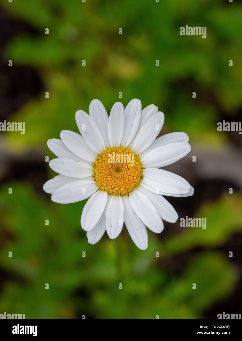 16 July 2024, Brandenburg, Neuenhagen bei Berlin: A plant of the ...