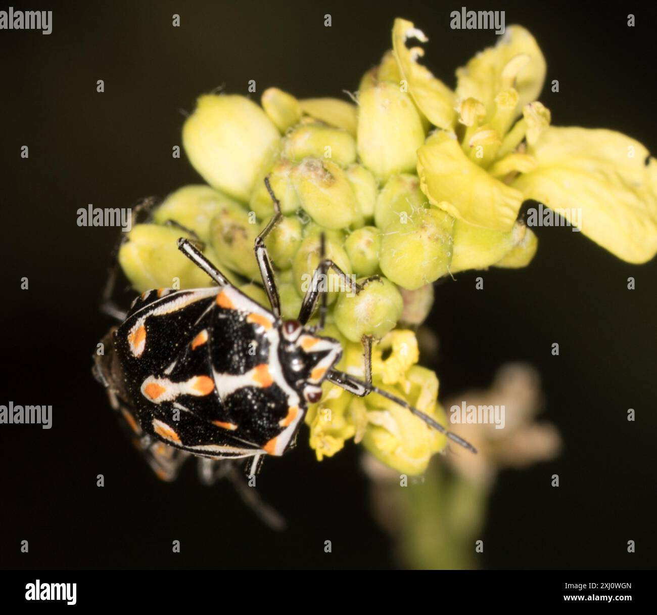 Bagrada Bug (Bagrada hilaris) Insecta Stock Photo - Alamy