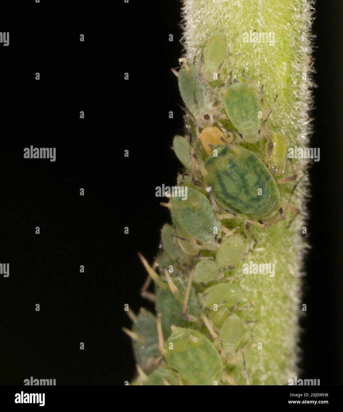 Small Willow Aphid (Aphis farinosa) Insecta Stock Photo - Alamy