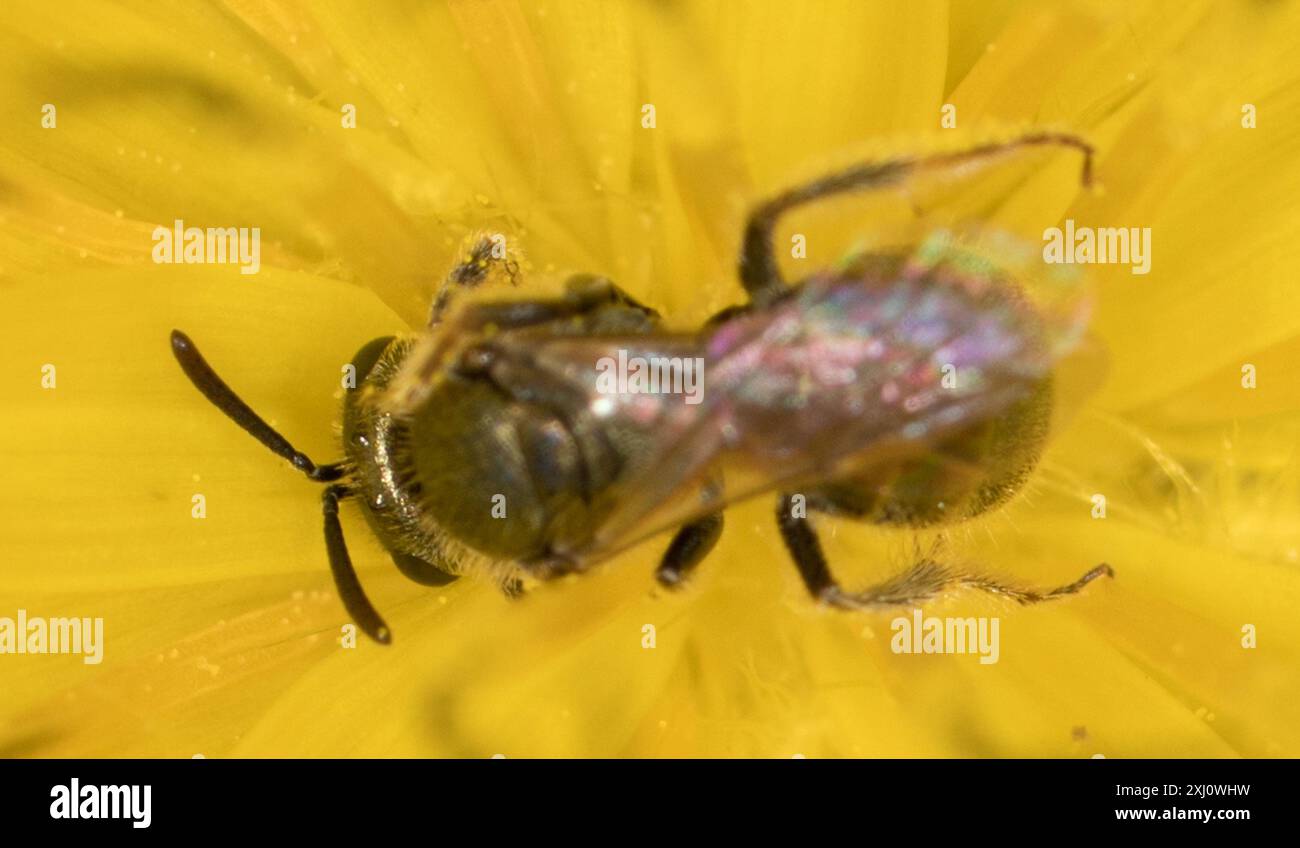 Metallic Sweat Bees (Dialictus) Insecta Stock Photo - Alamy