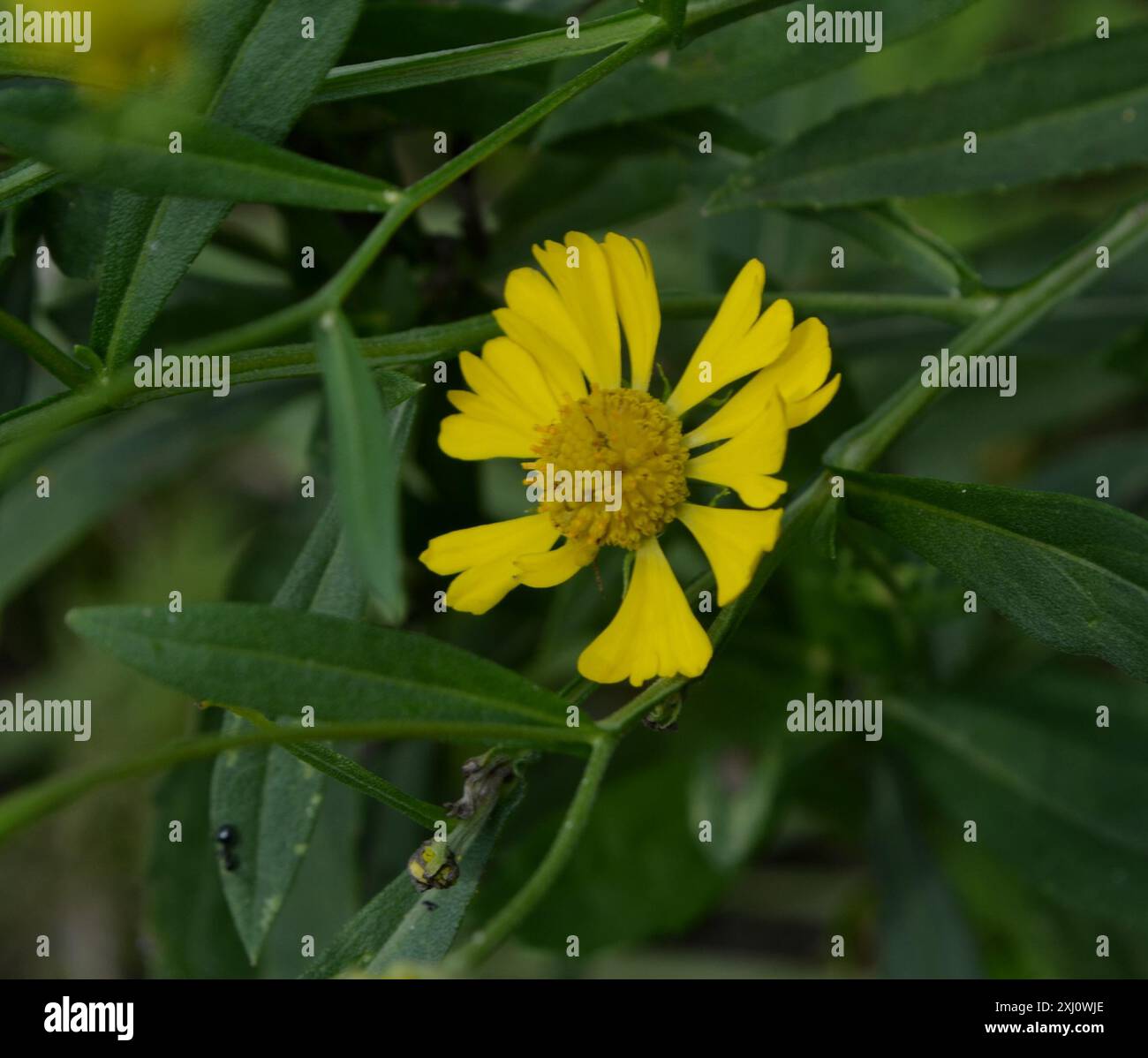 common sneezeweed (Helenium autumnale) Plantae Stock Photo - Alamy