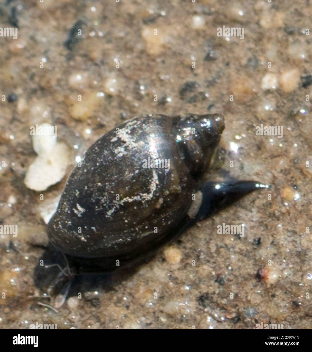 Bladder Snails (Physidae) Mollusca Stock Photo - Alamy