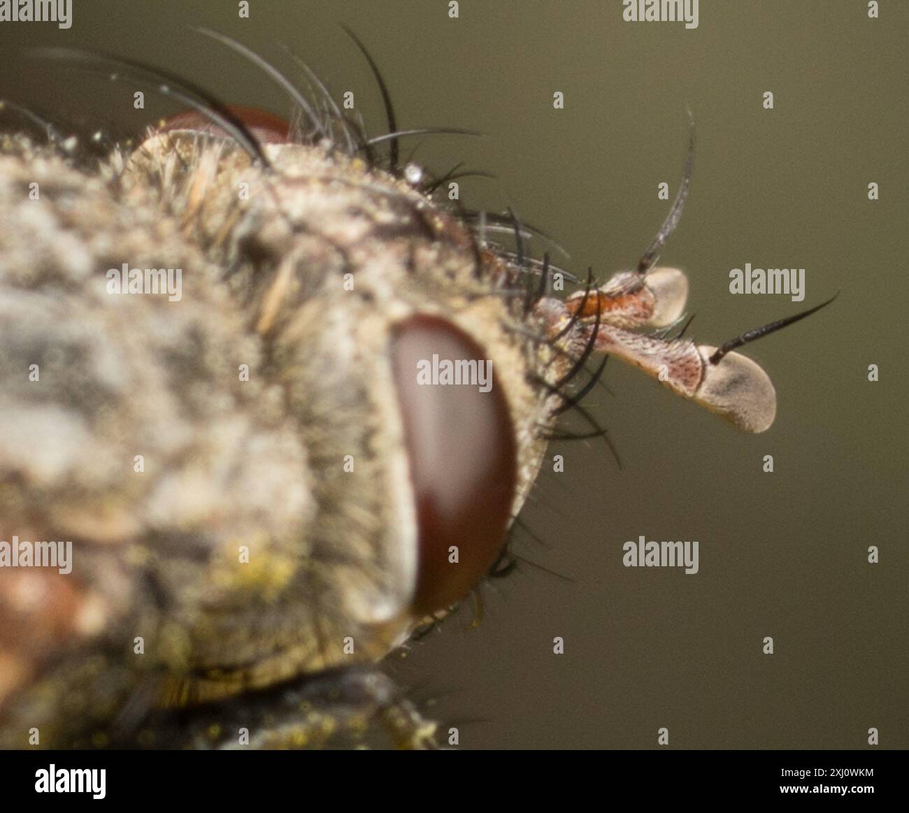 Bristle Flies (Tachinidae) Insecta Stock Photo - Alamy